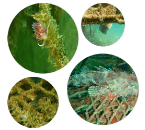 OCEAN ECOSTRUCTURES - Monaco Smart & Sustainable Marina